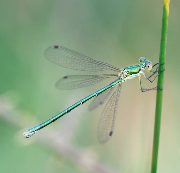 Services - 9967166083 - Angel Pest Control